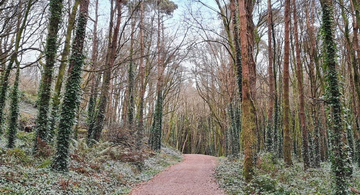 Castlefreke Woods Long Loop Walk